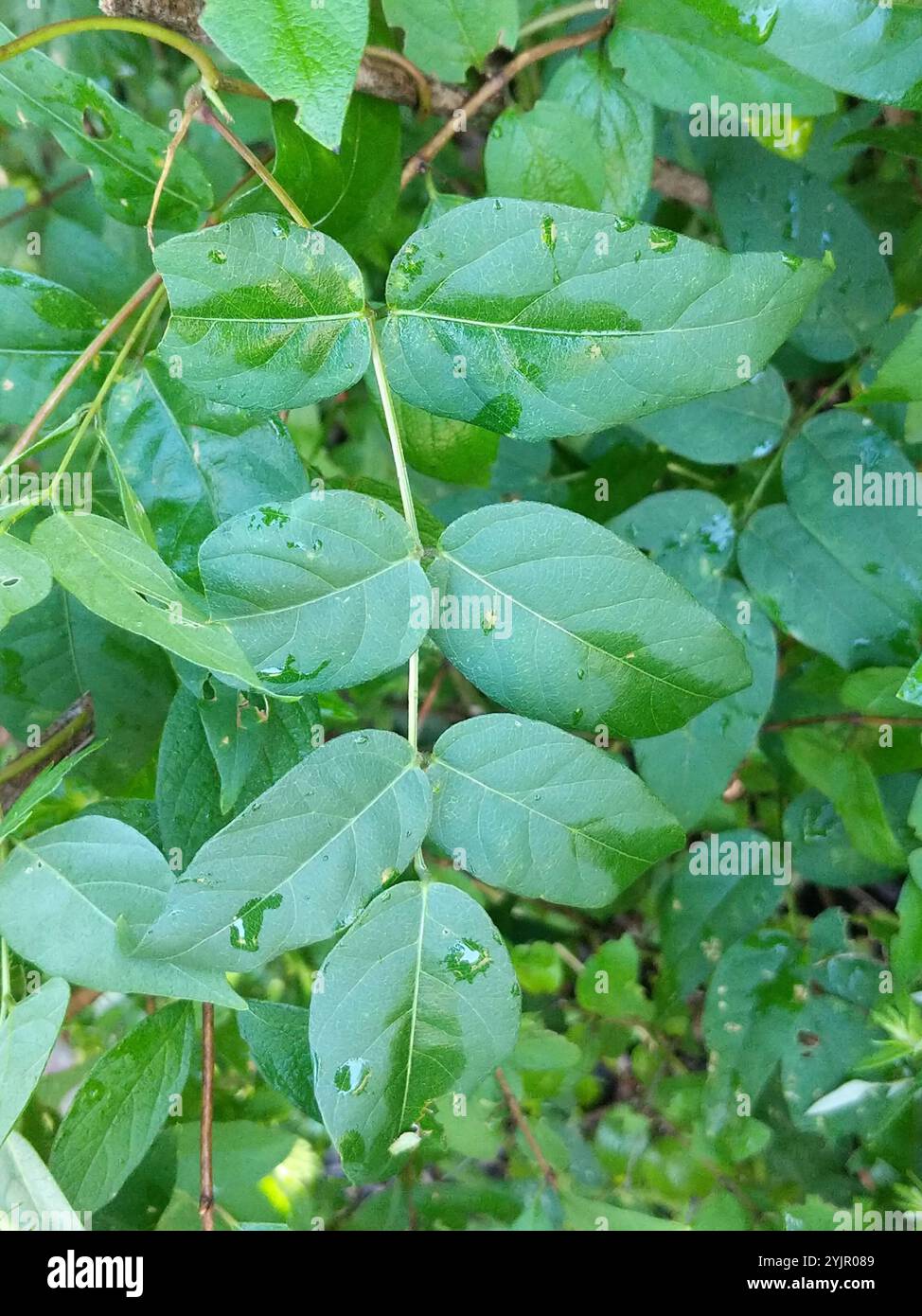 American groundnut (Apios americana Stock Photo - Alamy