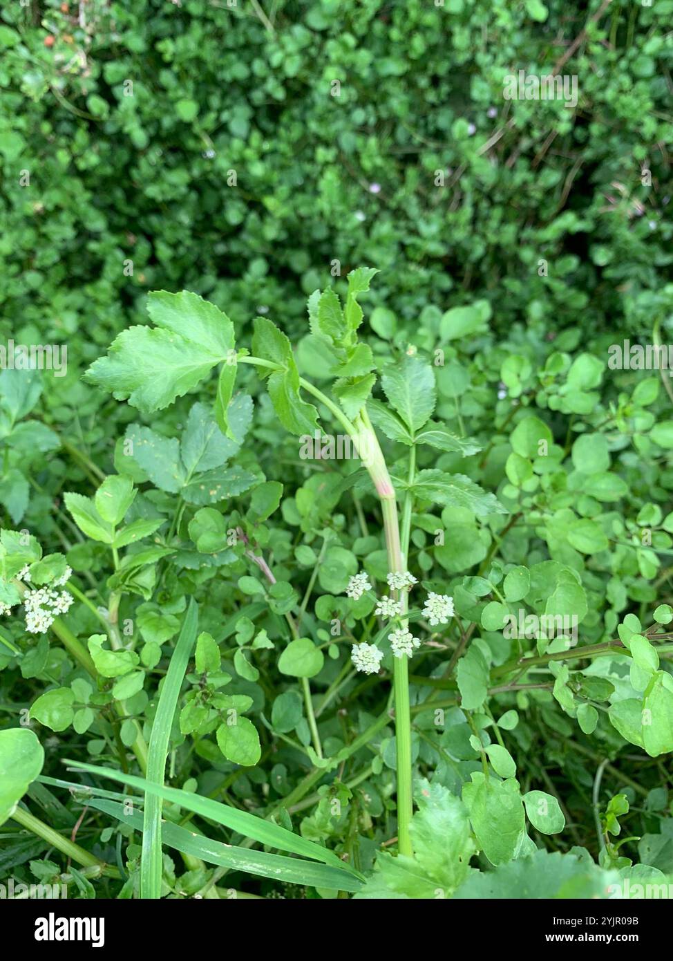 Fool's Watercress (Helosciadium nodiflorum Stock Photo - Alamy