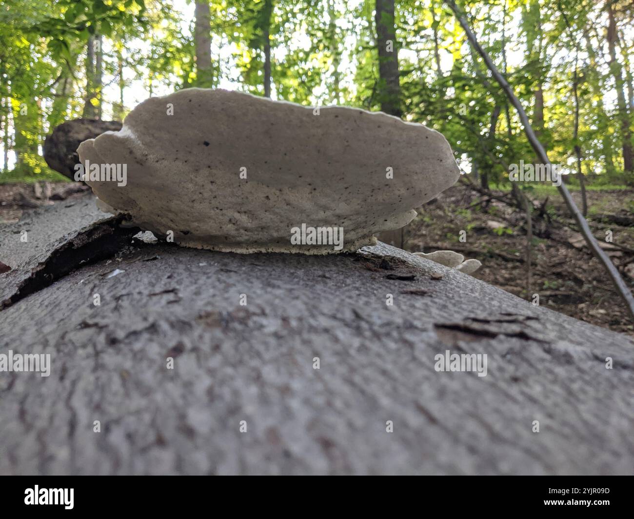 Lumpy Bracket (Trametes gibbosa Stock Photo - Alamy
