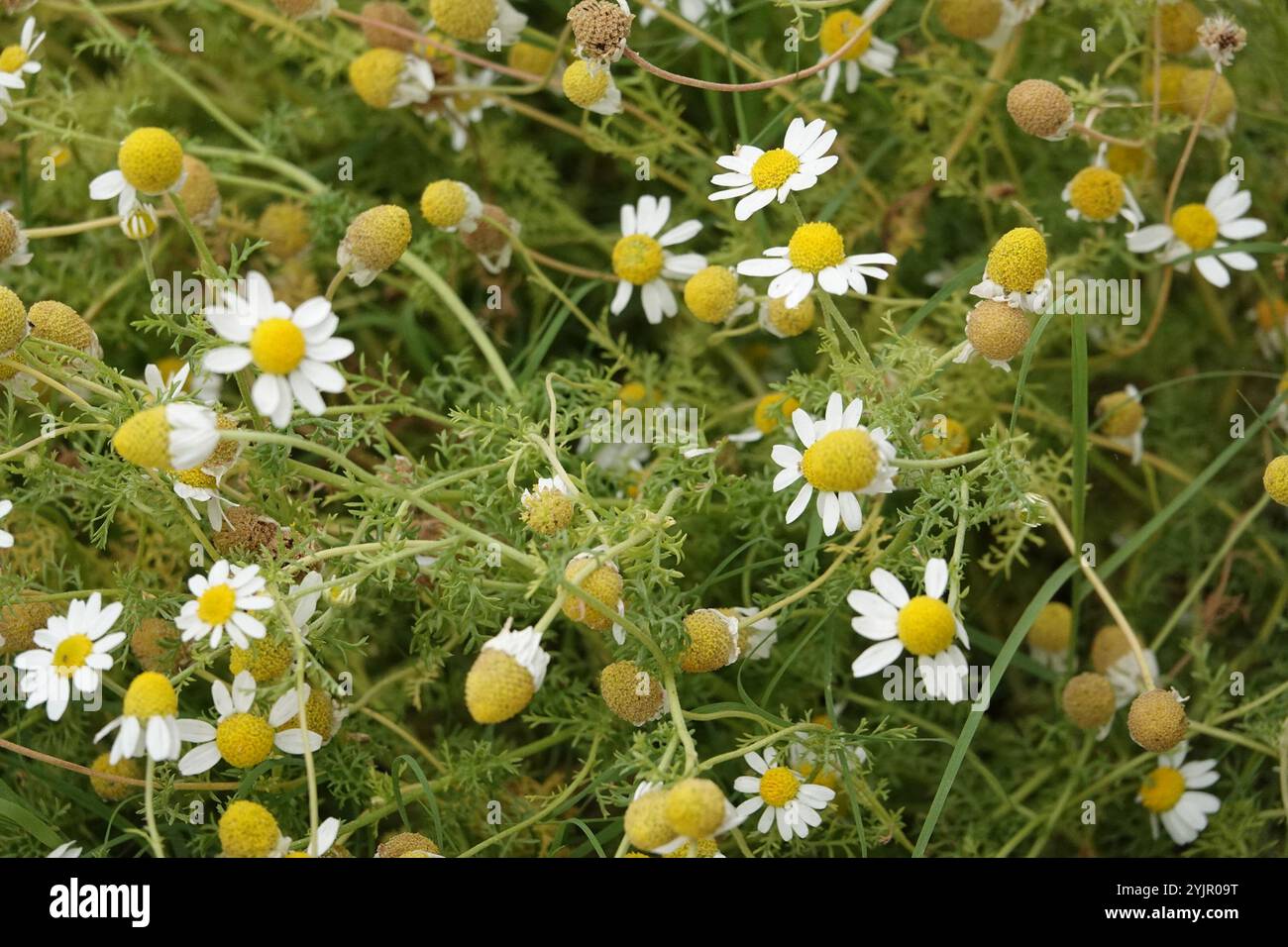 German Chamomile (Matricaria chamomilla Stock Photo - Alamy