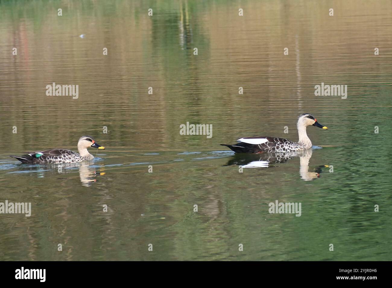 A pair of beautiful spot billed Indian ducks are leisurely swimming in ...