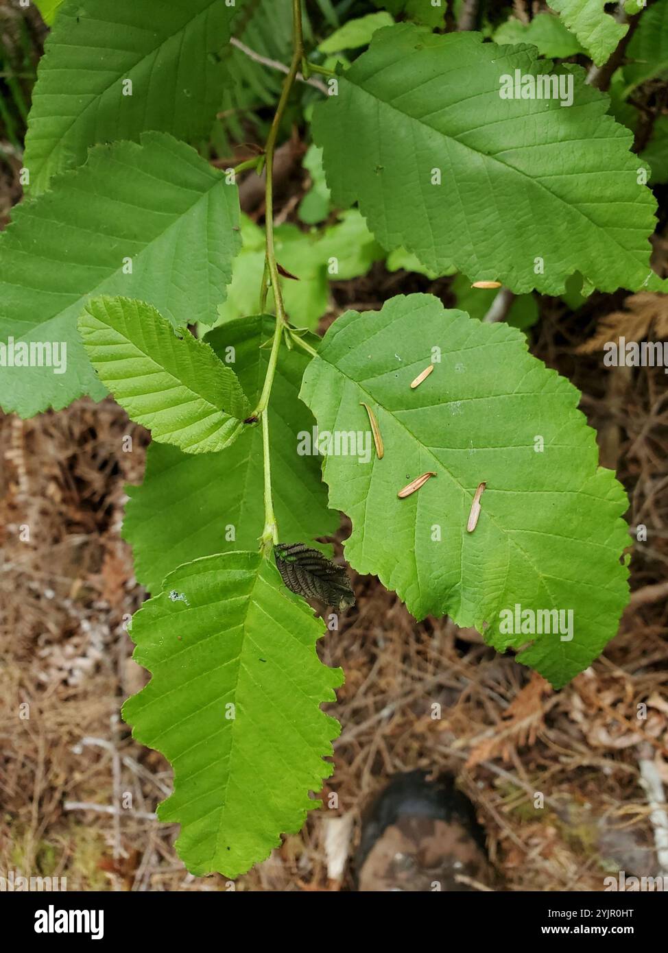 Red Alder (Alnus rubra Stock Photo - Alamy