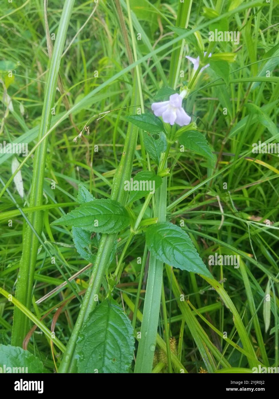 sharpwing monkeyflower (Mimulus alatus Stock Photo - Alamy