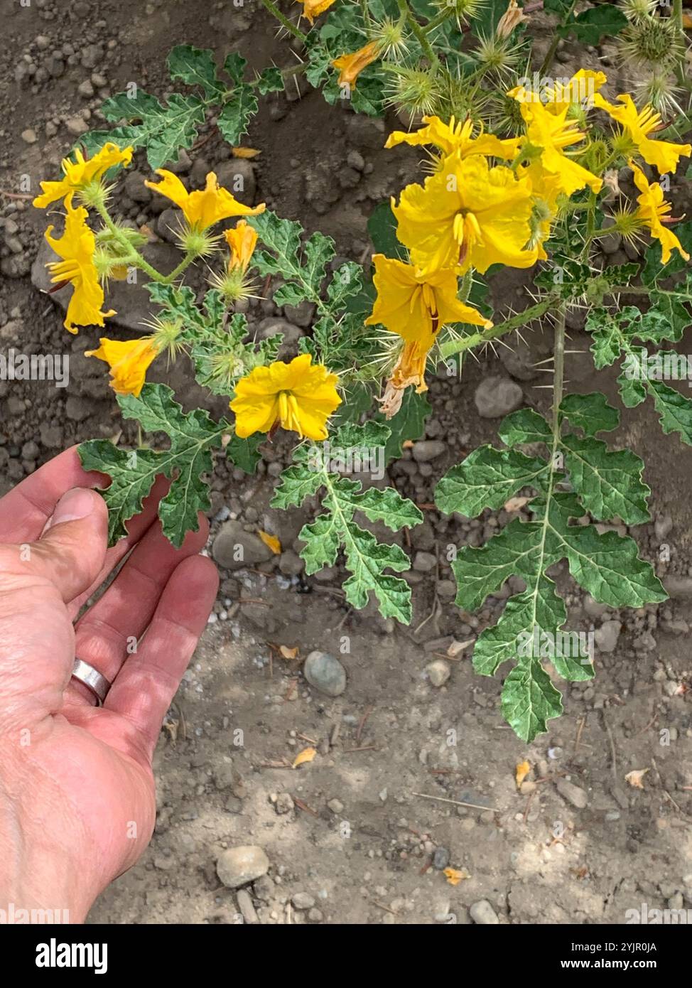 buffalo-bur (Solanum rostratum Stock Photo - Alamy