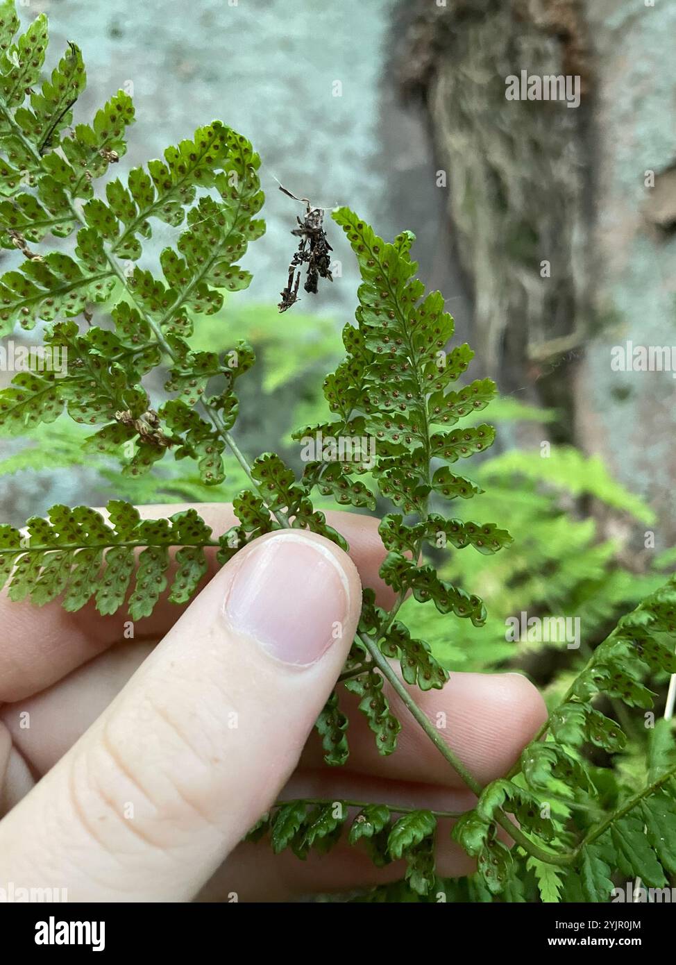 intermediate wood fern (Dryopteris intermedia Stock Photo - Alamy