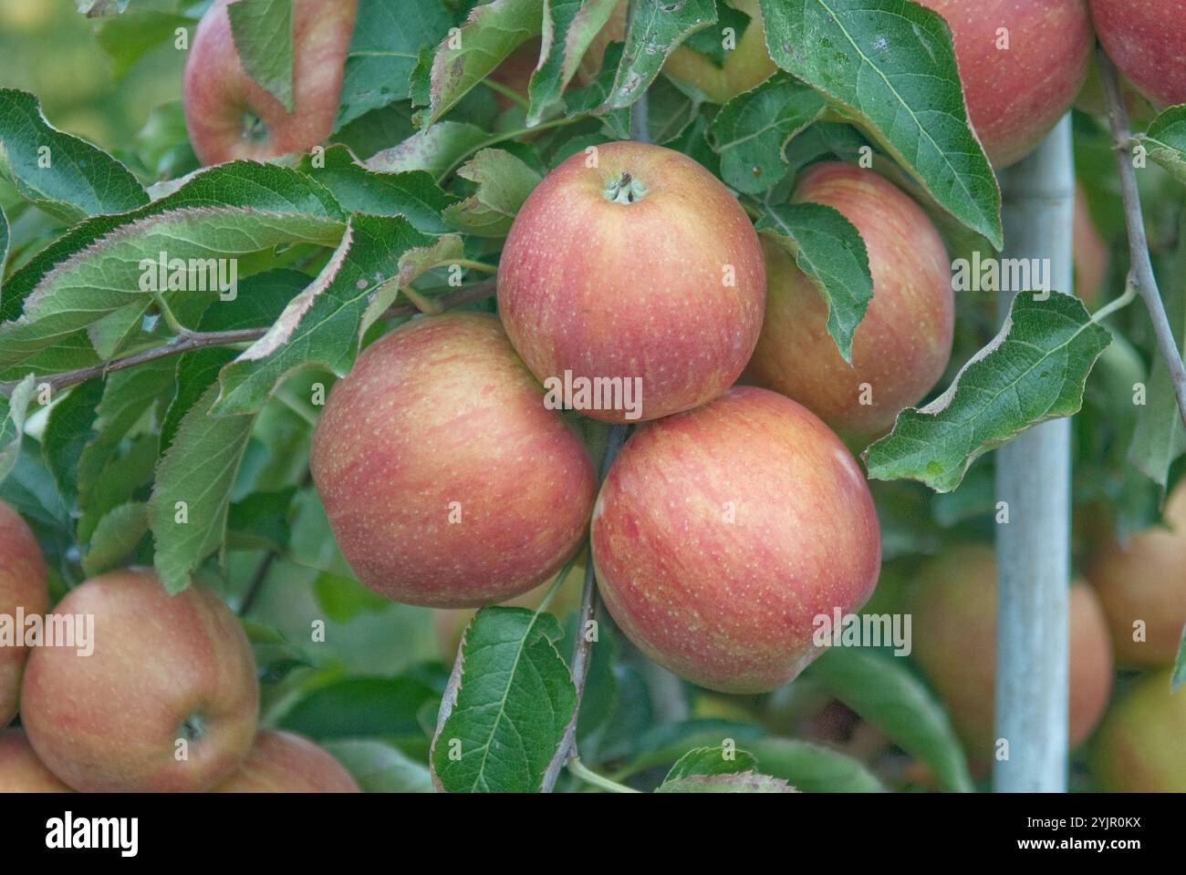 Apfel, Malus domestica EARLY QUEEN, Apple, Malus domestica EARLY QUEEN ...