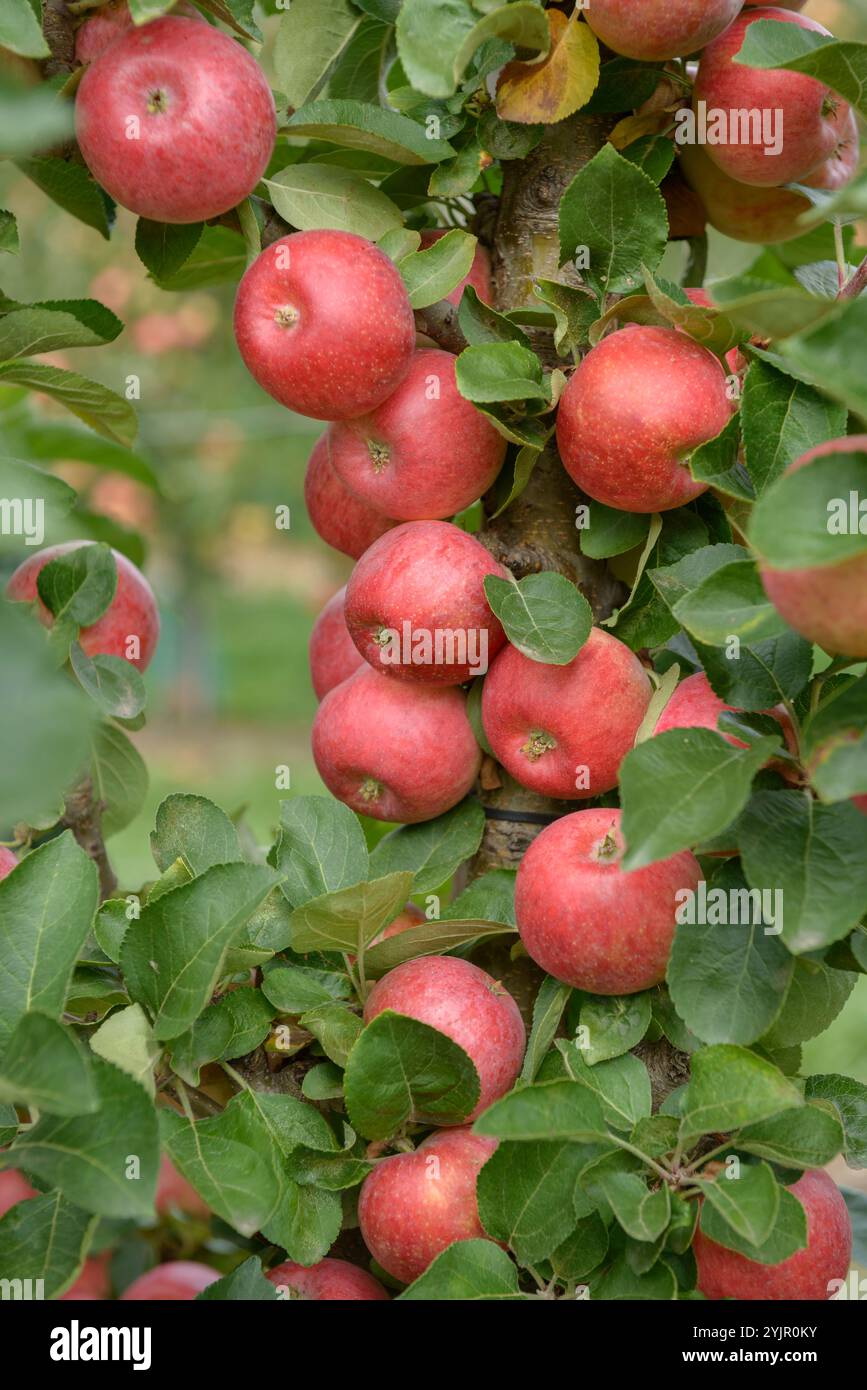 Saeulen-Apfel, Malus domestica CAMPANILO PRIMO, Pillar apple, Malus ...