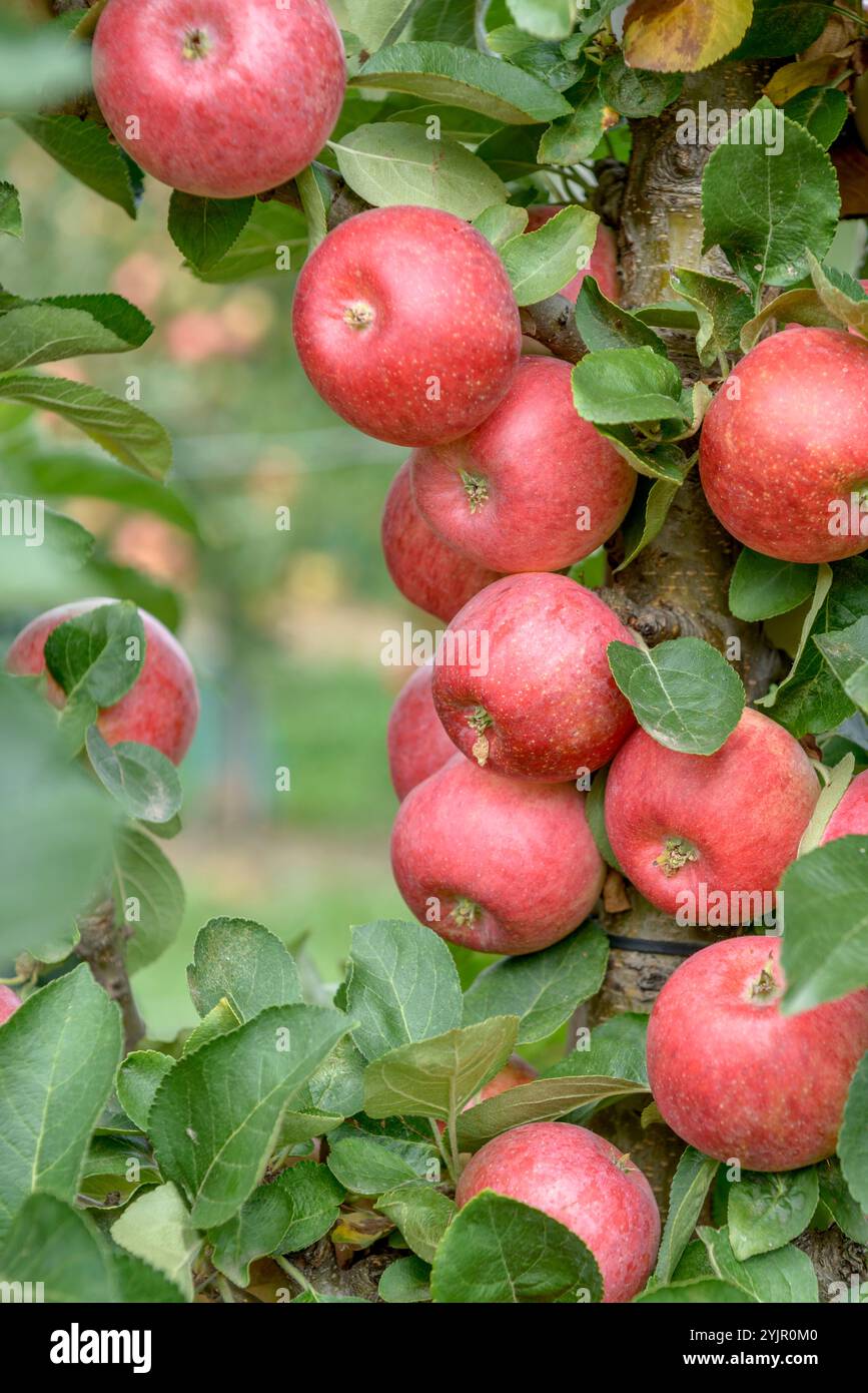 Saeulen-Apfel, Malus domestica CAMPANILO PRIMO, Pillar apple, Malus ...