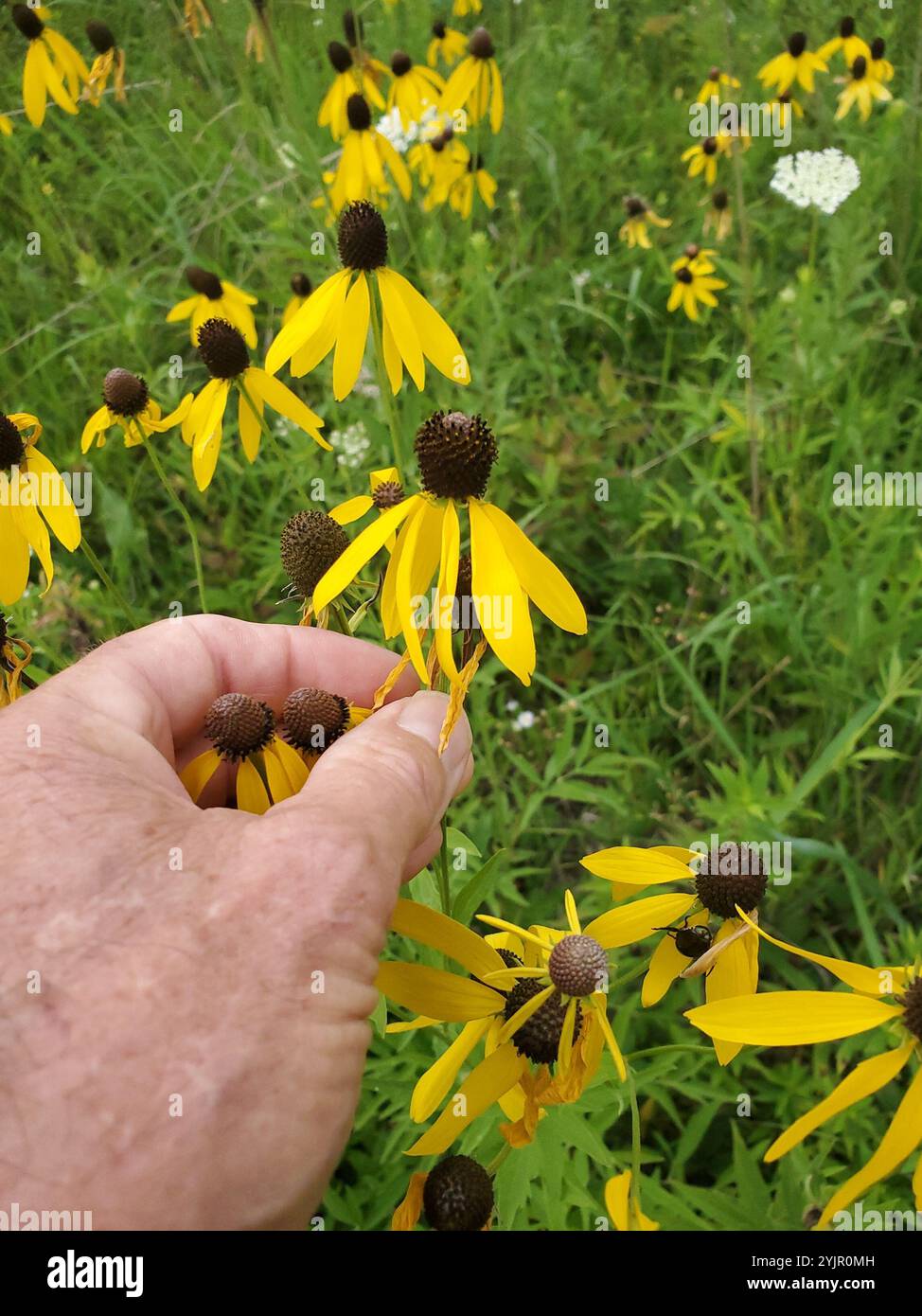 grey-headed coneflower (Ratibida pinnata Stock Photo - Alamy