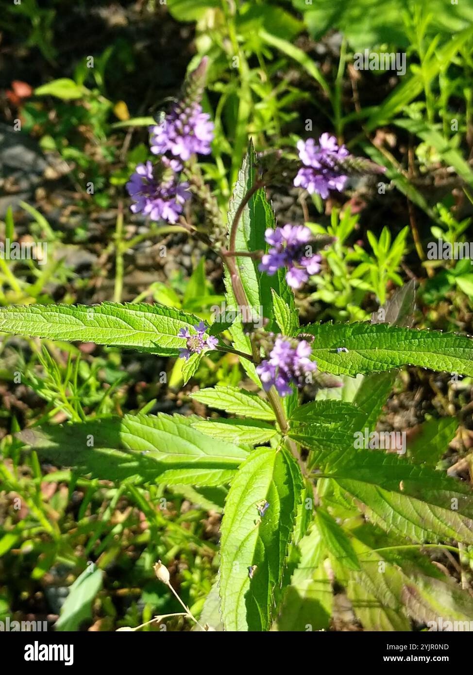 blue vervain (Verbena hastata Stock Photo - Alamy