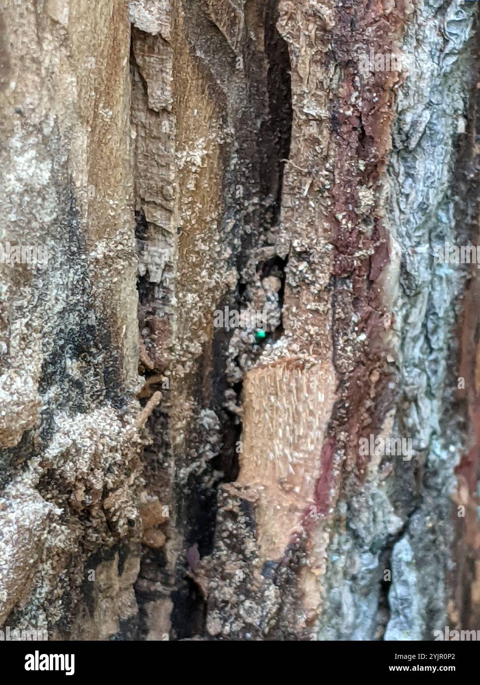 Emerald Ash Borer (Agrilus planipennis Stock Photo - Alamy