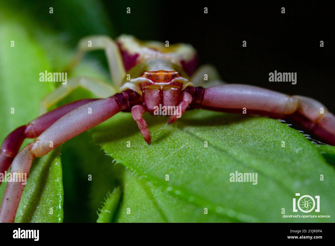 White-banded Crab Spider (Misumenoides formosipes Stock Photo - Alamy