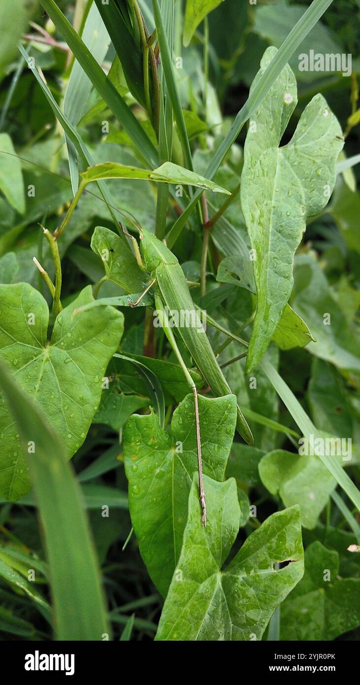 Large Conehead (Ruspolia nitidula Stock Photo - Alamy