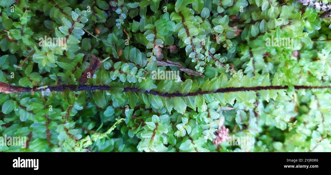 River Thyme Moss (Pseudobryum cinclidioides Stock Photo - Alamy
