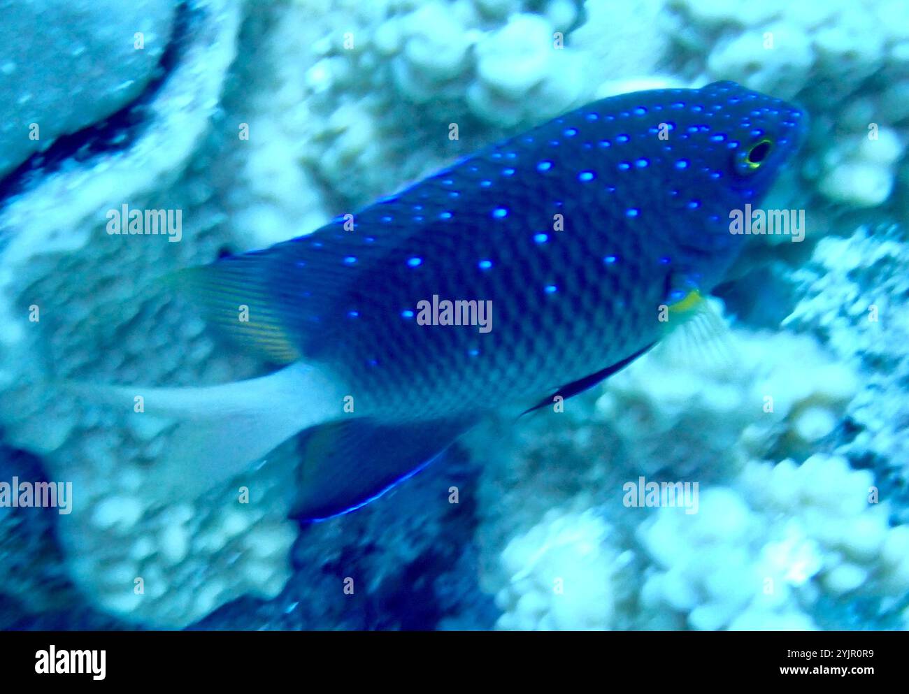 Jewel damsel hi-res stock photography and images - Alamy