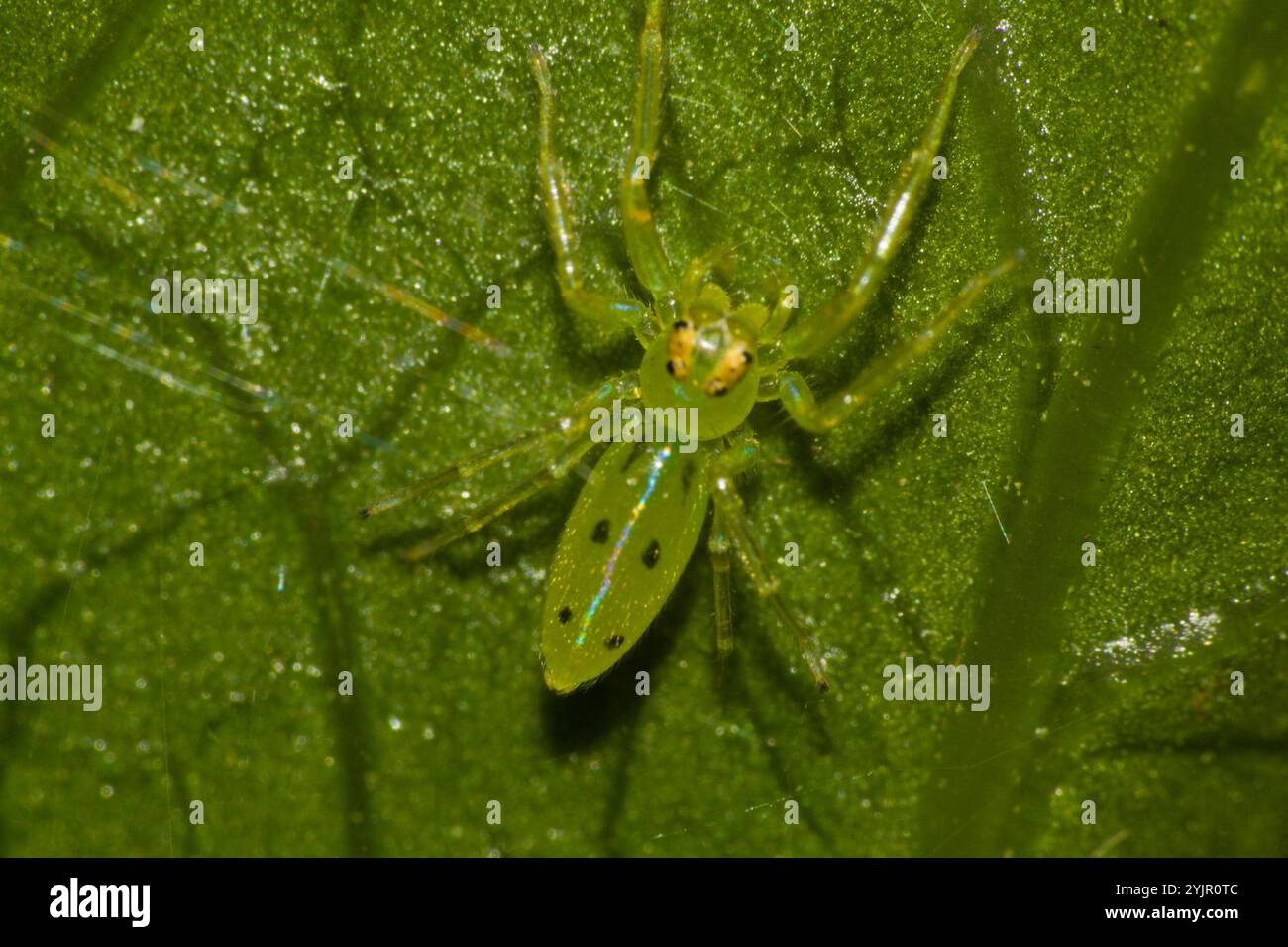 Translucent Green Jumping Spiders (Lyssomanes Stock Photo - Alamy