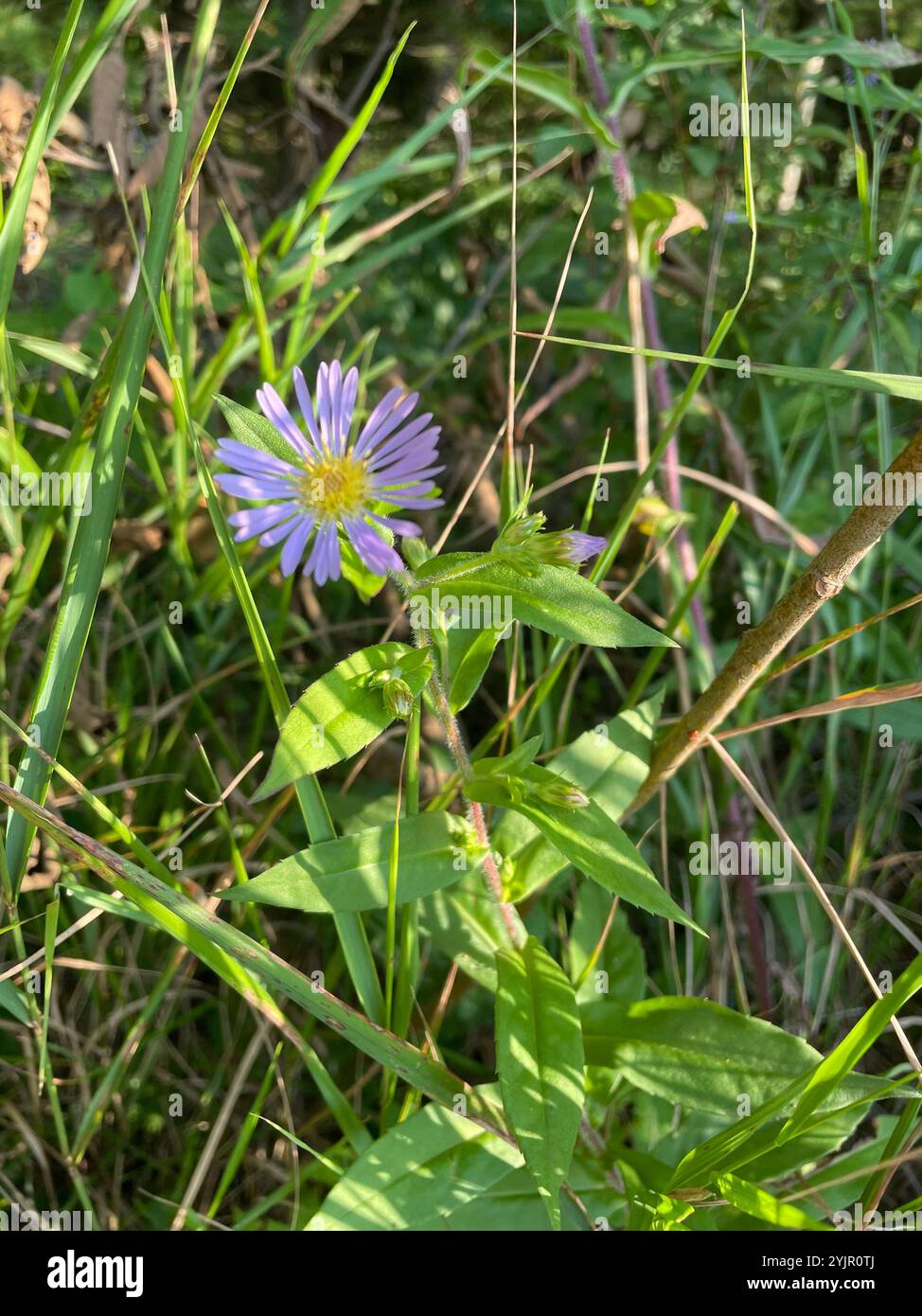 swamp aster (Symphyotrichum puniceum Stock Photo - Alamy