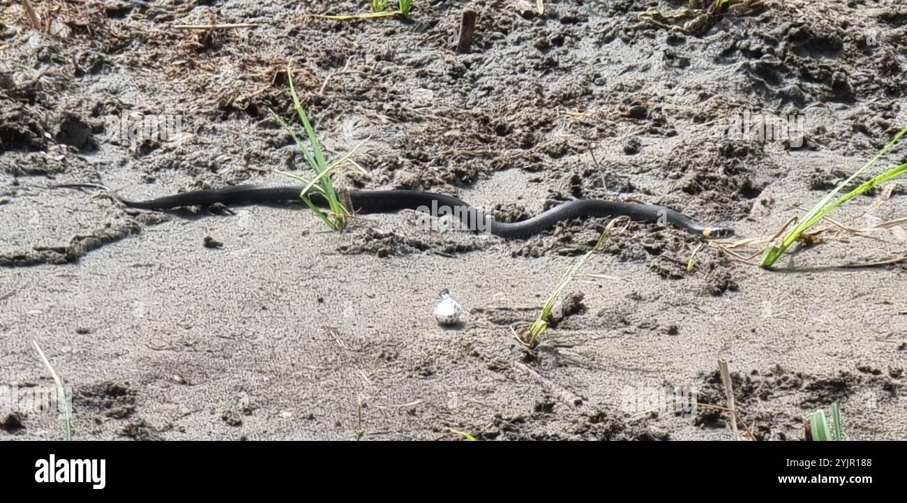 grass snake (Natrix natrix Stock Photo - Alamy