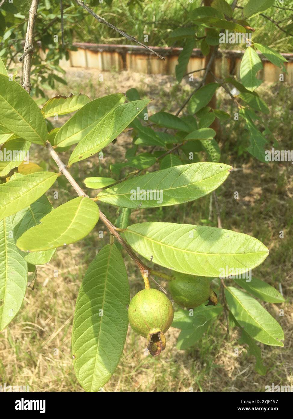 Common guava (Psidium guajava Stock Photo - Alamy
