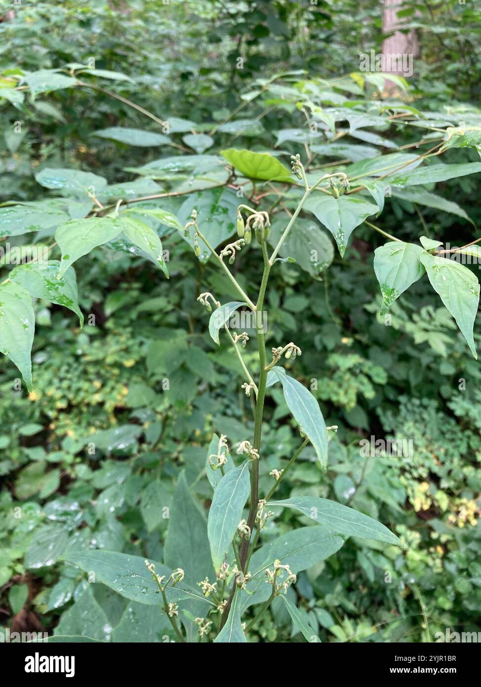 tall rattlesnake root (Nabalus altissimus Stock Photo - Alamy