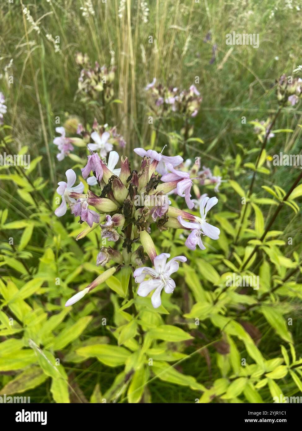 common soapwort (Saponaria officinalis Stock Photo - Alamy