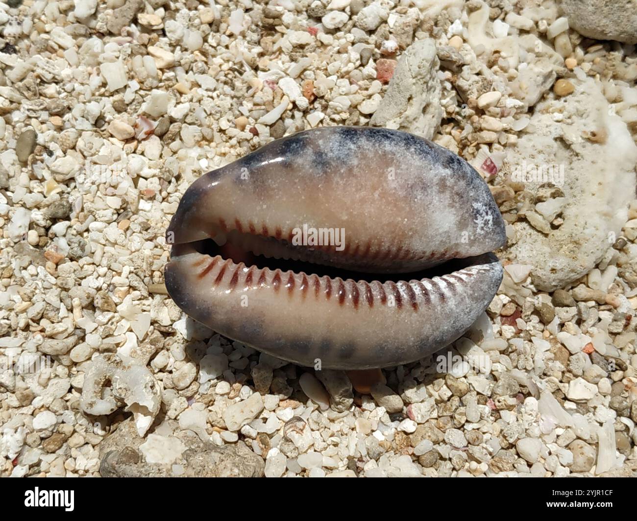 Mauritia arabica hi-res stock photography and images - Alamy