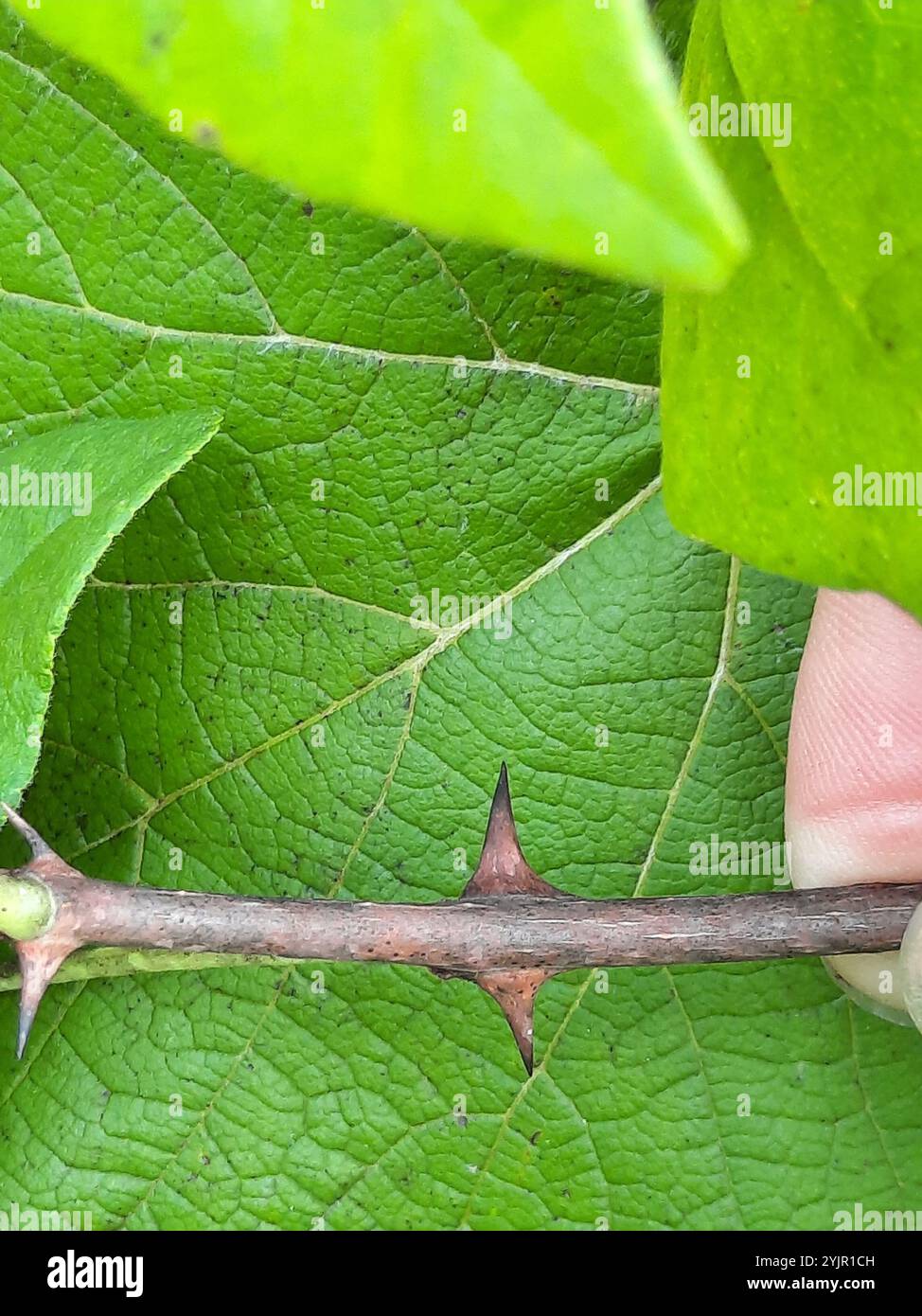 common prickly ash (Zanthoxylum americanum Stock Photo - Alamy