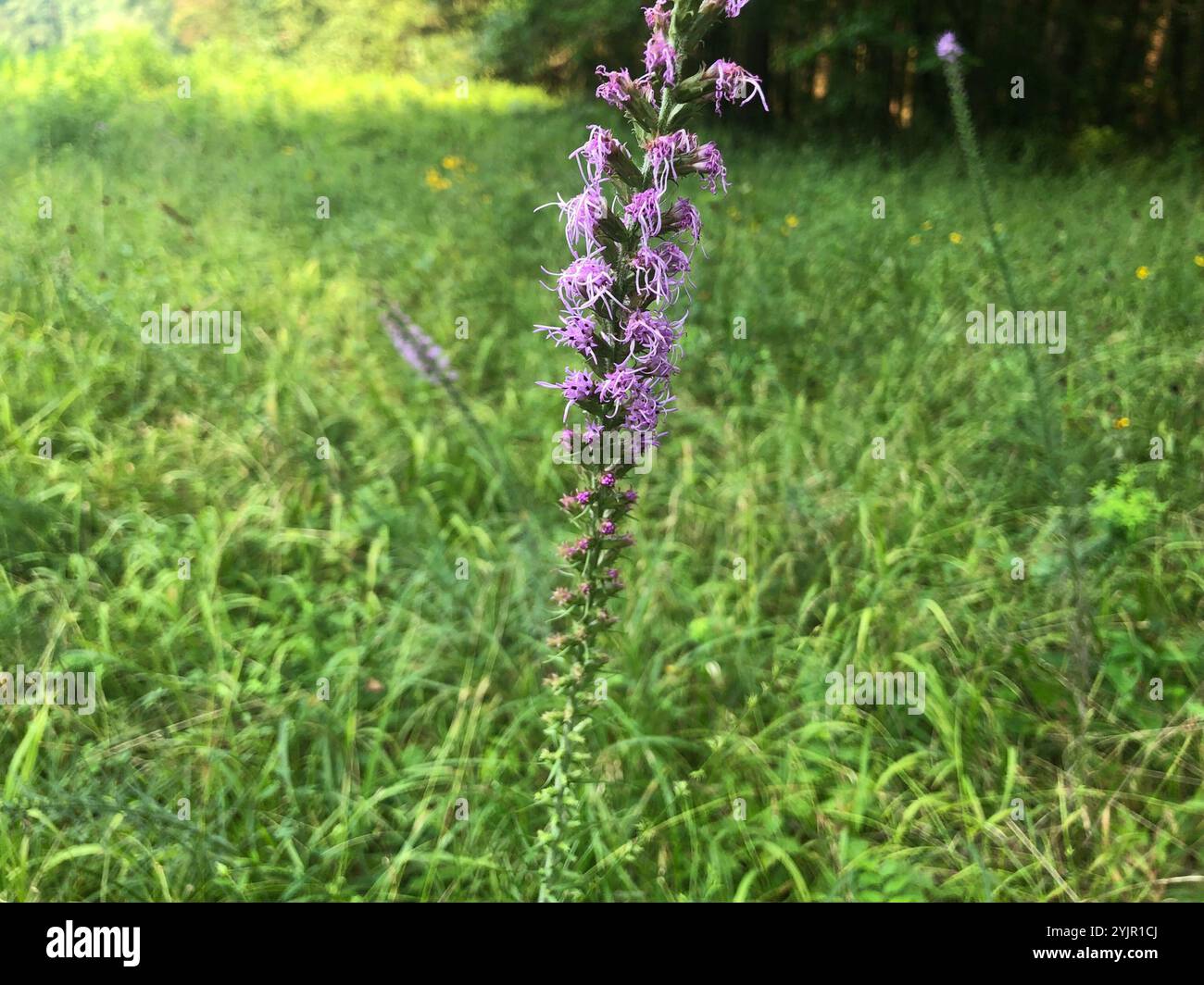 hairy prairie blazingstar (Liatris pycnostachya lasiophylla Stock Photo ...