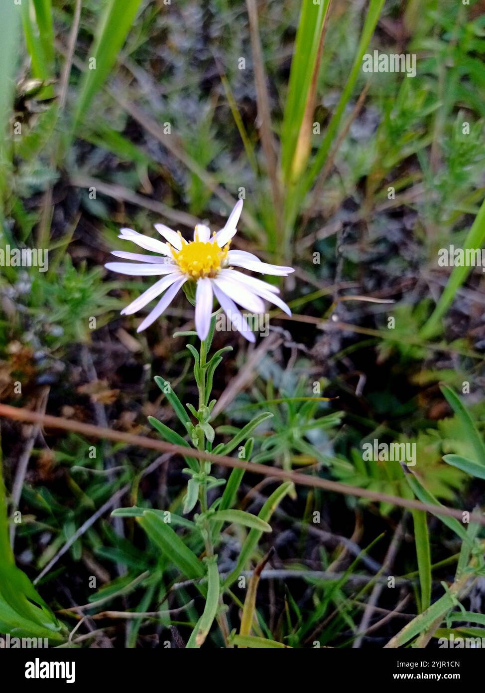 Danyang aster (Aster altaicus Stock Photo - Alamy