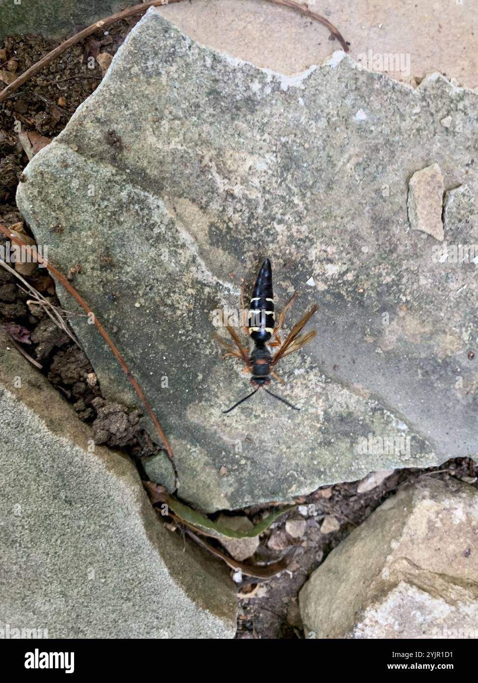 Eastern Cicada-killer Wasp (Sphecius speciosus Stock Photo - Alamy