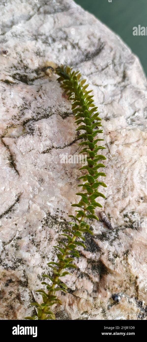 Canadian waterweed elodea canadensis hi-res stock photography and ...
