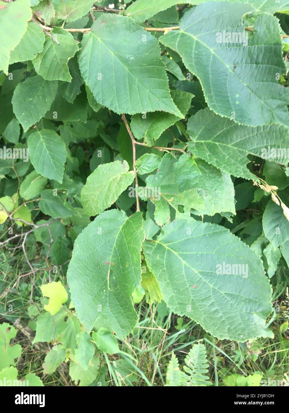 American hazelnut (Corylus americana Stock Photo - Alamy