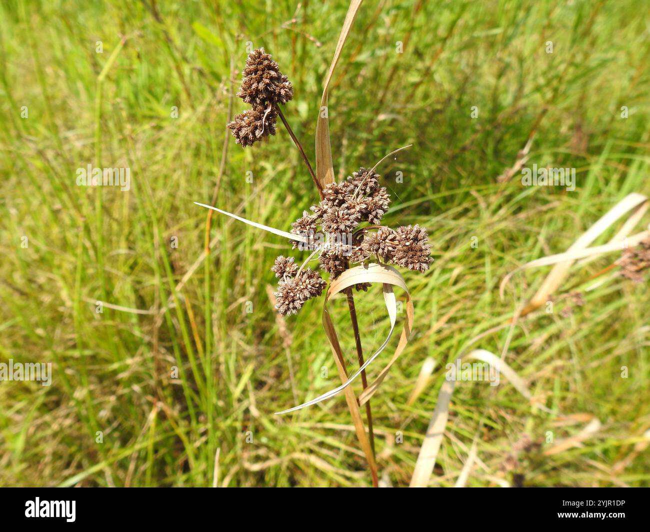 dark green bulrush (Scirpus atrovirens Stock Photo - Alamy