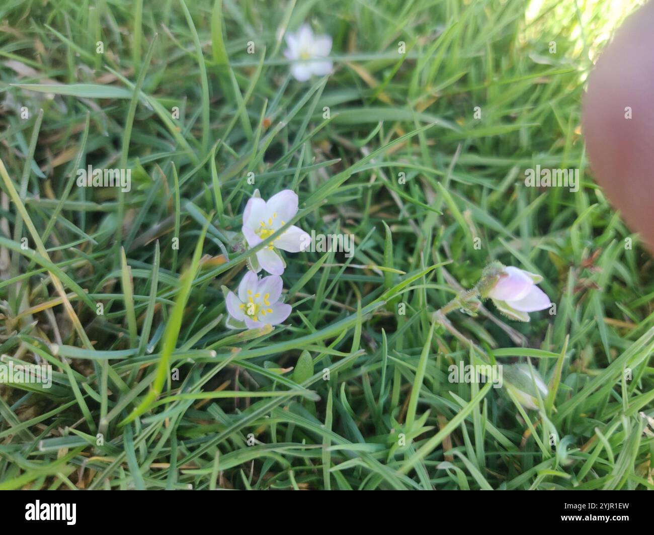 Greater Sea-spurry (Spergularia media Stock Photo - Alamy