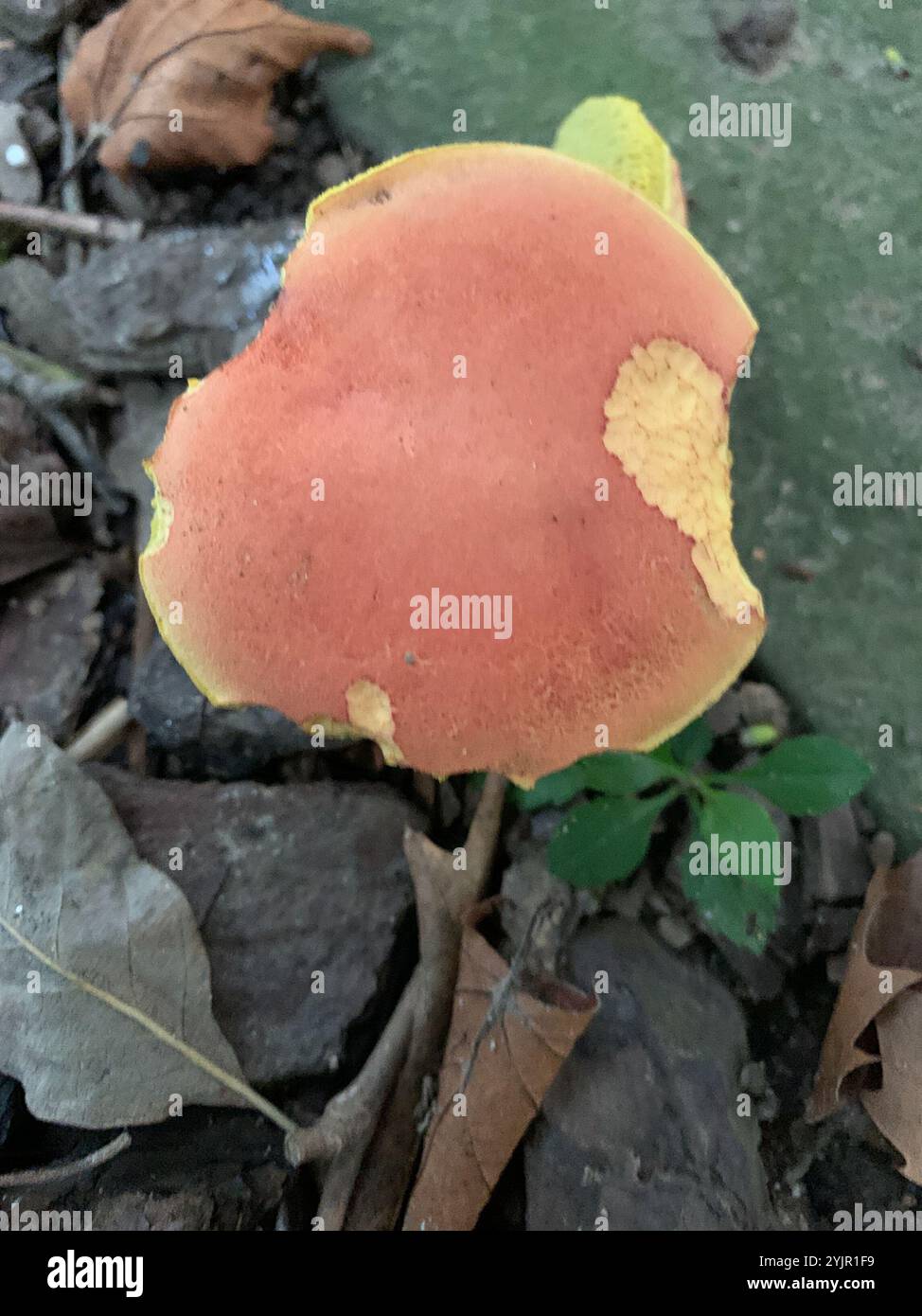 Ruby Bolete (Hortiboletus rubellus Stock Photo - Alamy