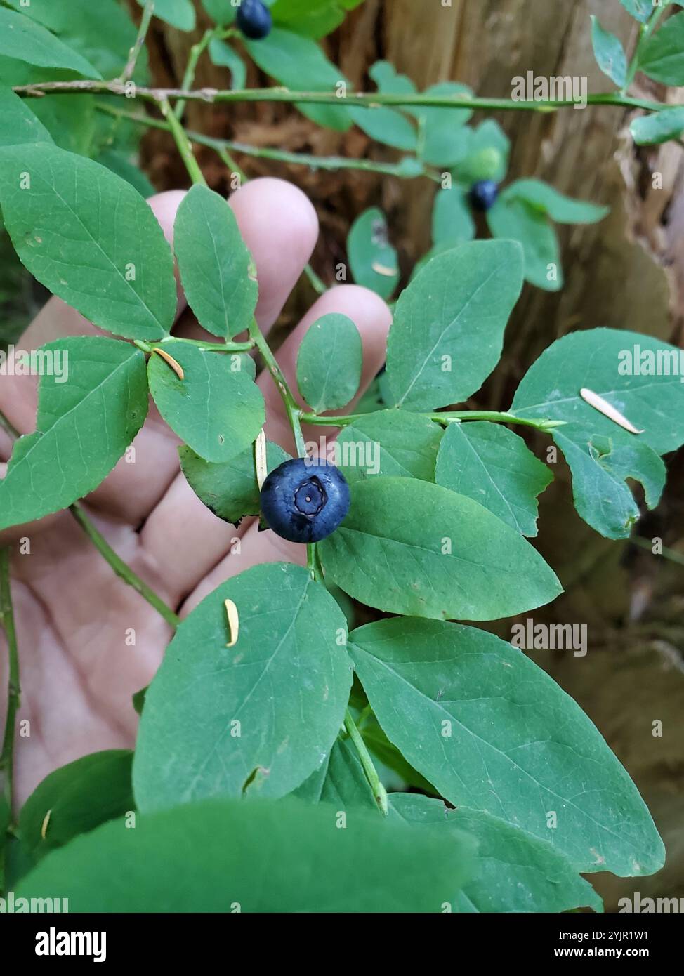 Alaska Blueberry (Vaccinium alaskaense Stock Photo - Alamy