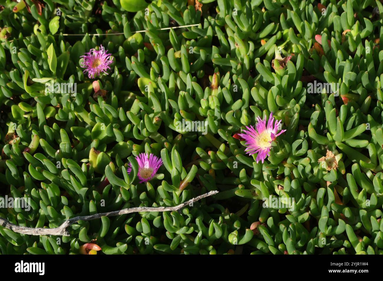 Australian Pig Face (Carpobrotus rossii Stock Photo - Alamy