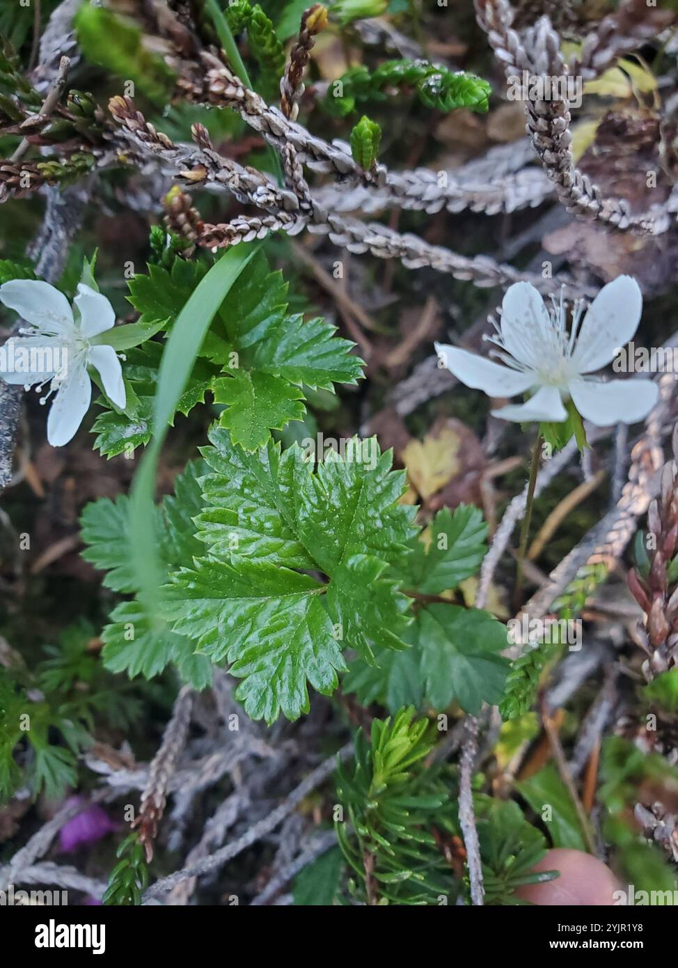 Five-leaf Dwarf Bramble (Rubus pedatus Stock Photo - Alamy