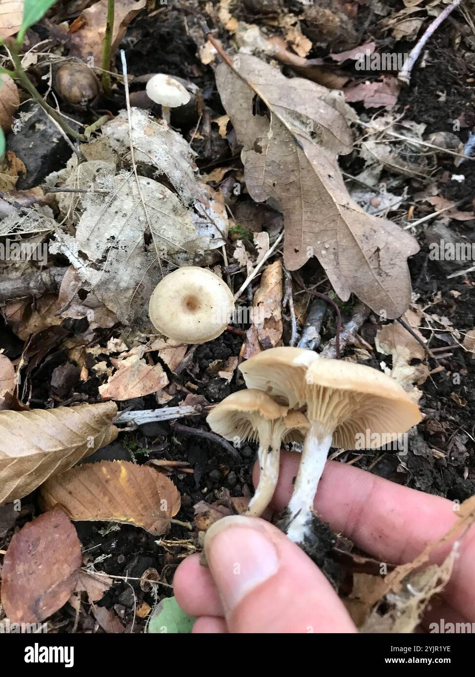 Fragrant Funnel (Clitocybe fragrans Stock Photo - Alamy
