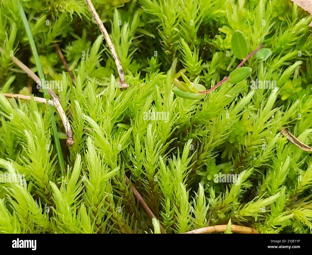 ribbed bog moss (Aulacomnium palustre Stock Photo - Alamy