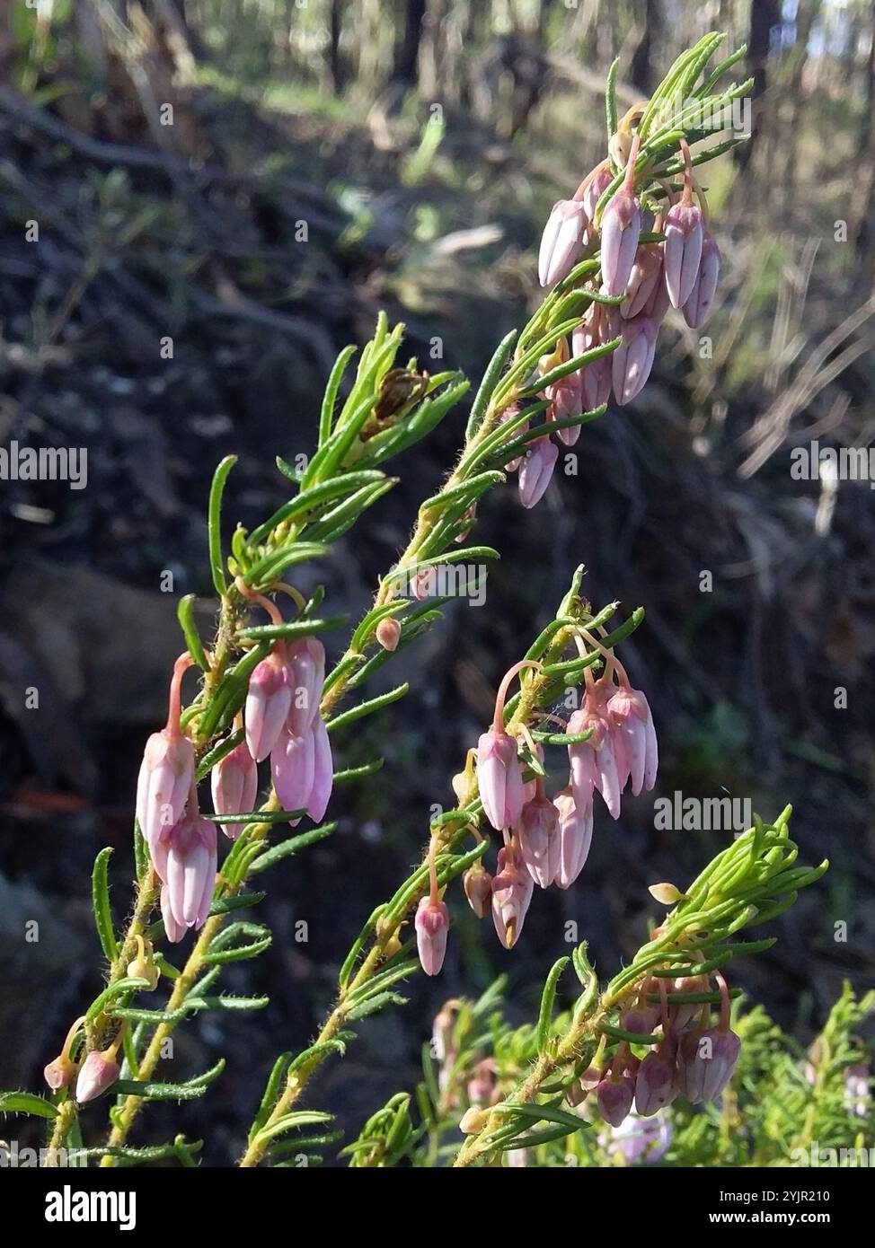 Tetratheca pilosa hi-res stock photography and images - Alamy