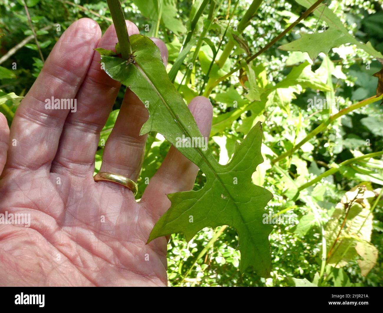 Wall Lettuce (Mycelis muralis Stock Photo - Alamy