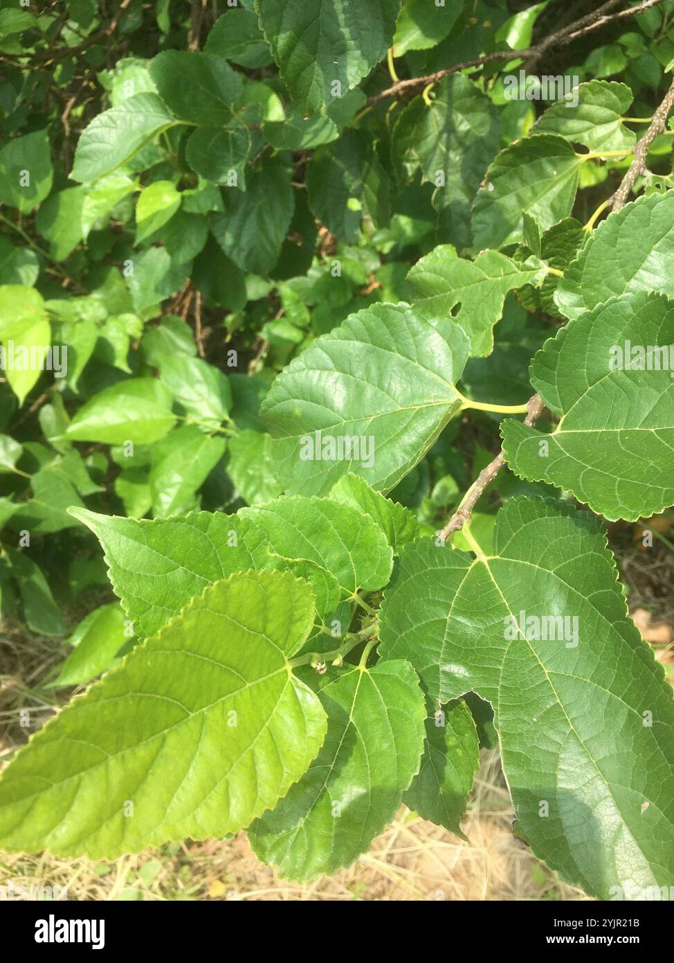Korean mulberry (Morus indica Stock Photo - Alamy
