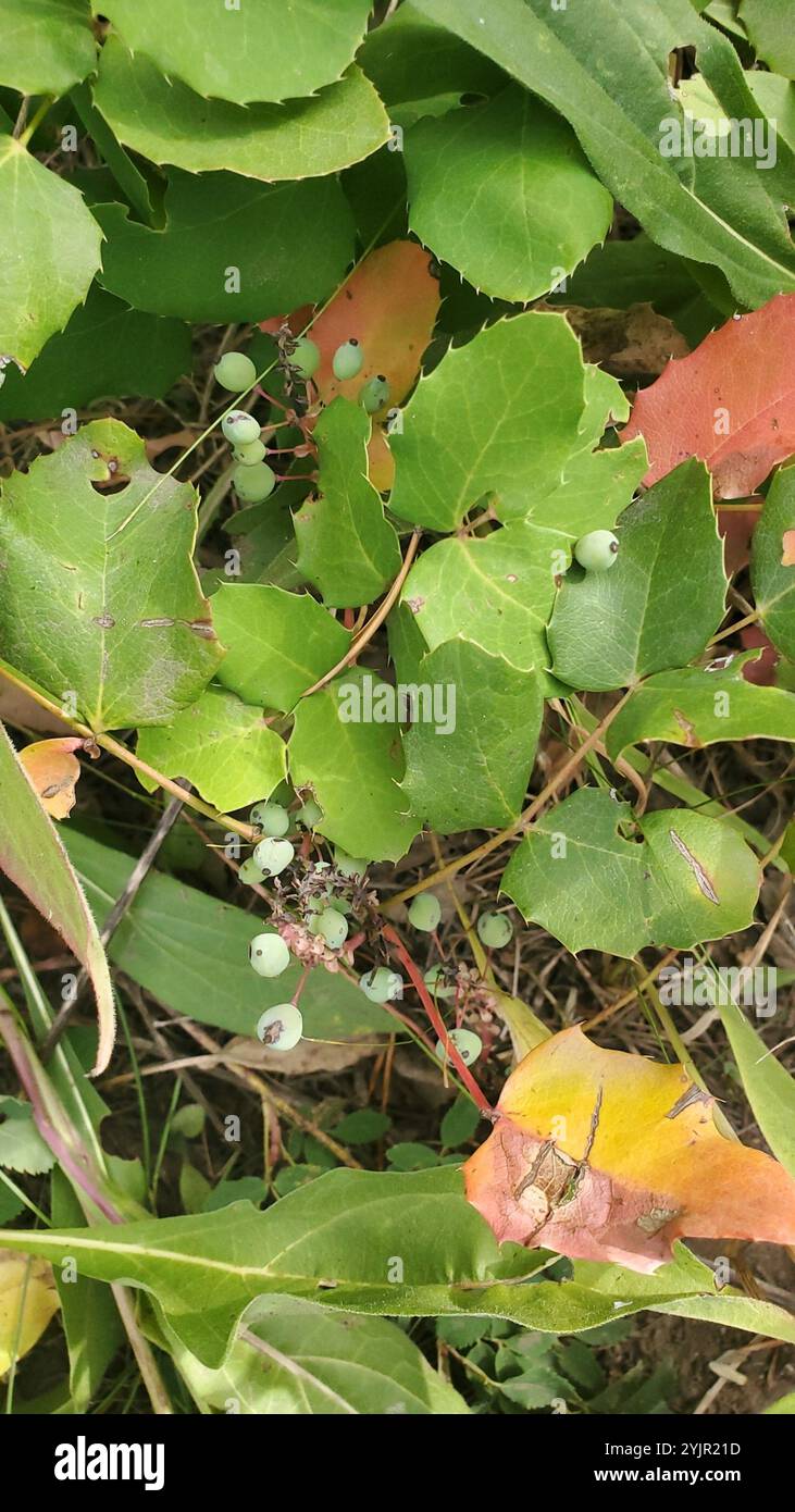 Mahonia repens hi-res stock photography and images - Alamy