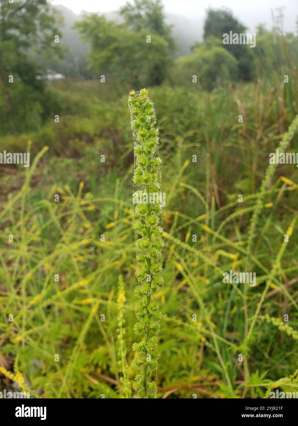 swamp agrimony (Agrimonia parviflora Stock Photo - Alamy