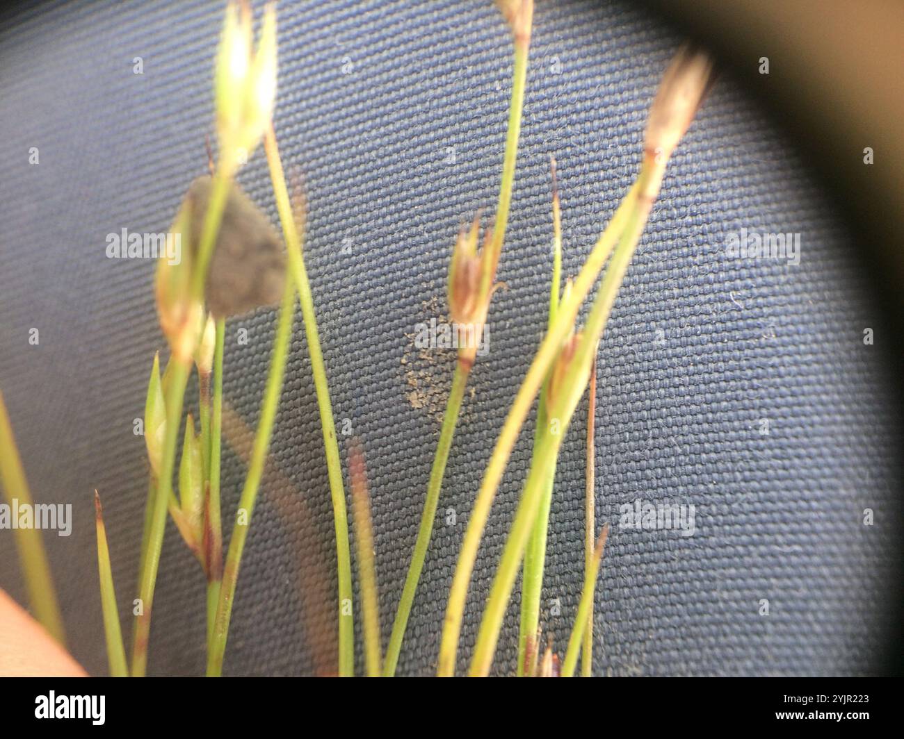 Toad rush (Juncus bufonius Stock Photo - Alamy