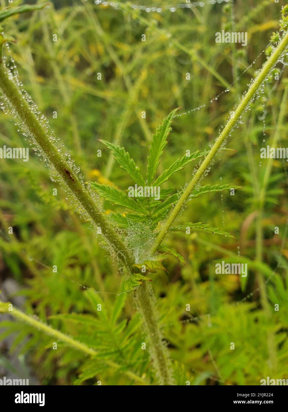swamp agrimony (Agrimonia parviflora Stock Photo - Alamy