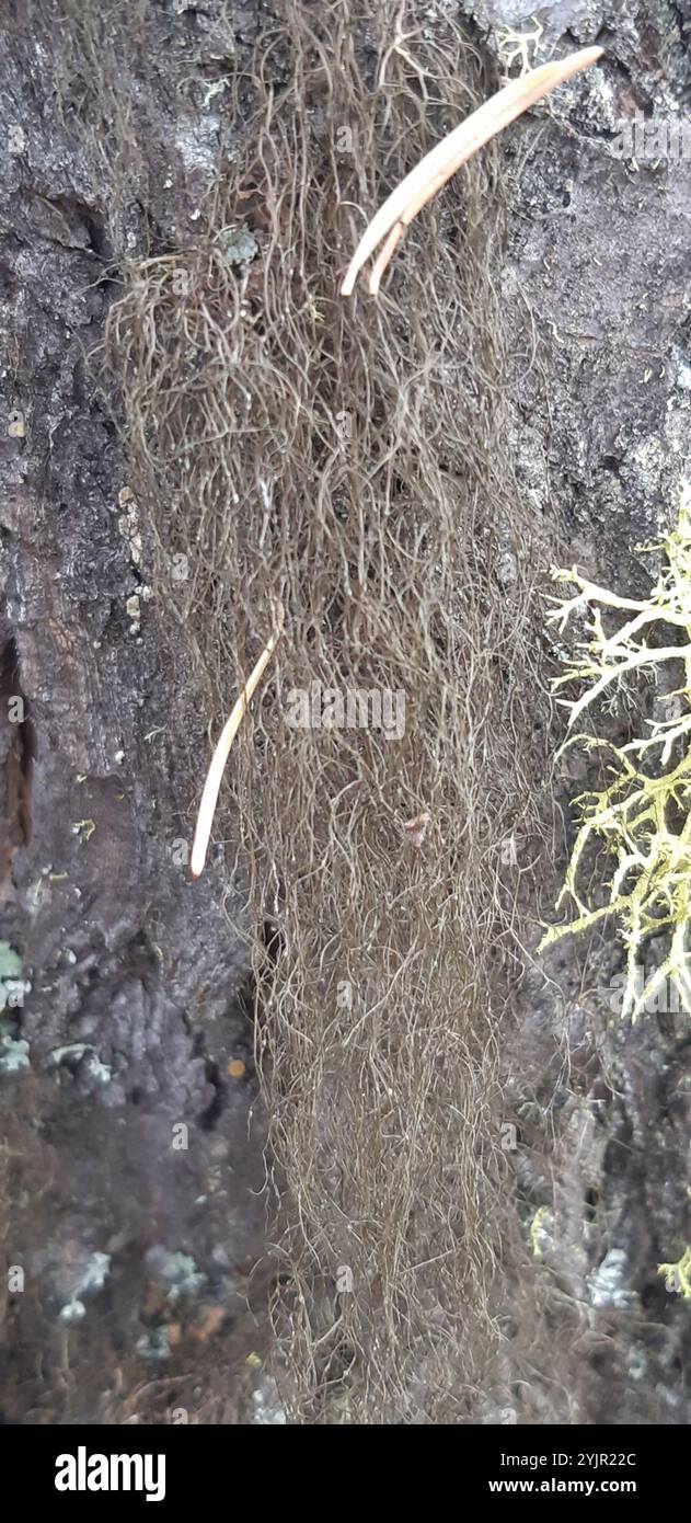 Horsehair Lichens (Bryoria Stock Photo - Alamy