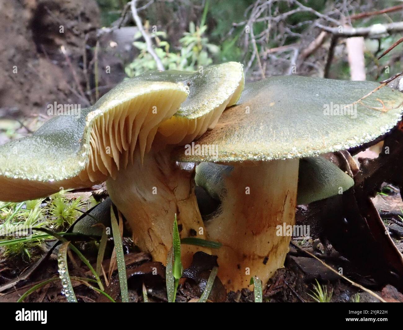 Green Skinhead (Cortinarius austrovenetus Stock Photo - Alamy