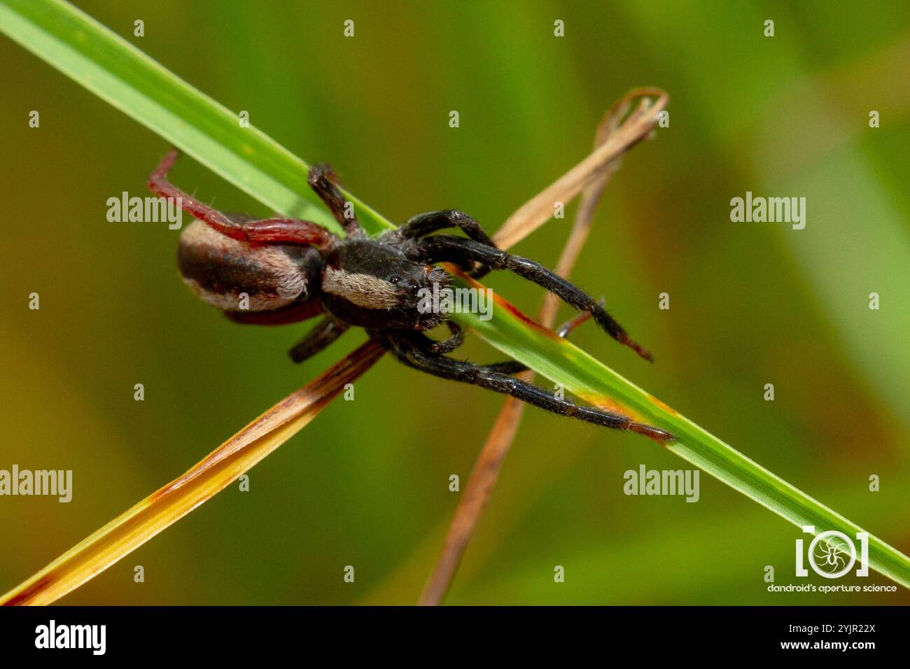 Burrowing Wolf Spiders (Geolycosa Stock Photo - Alamy